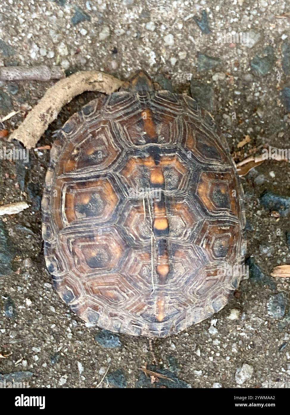 Eastern Box Turtle (Terrapene carolina carolina Stock Photo - Alamy