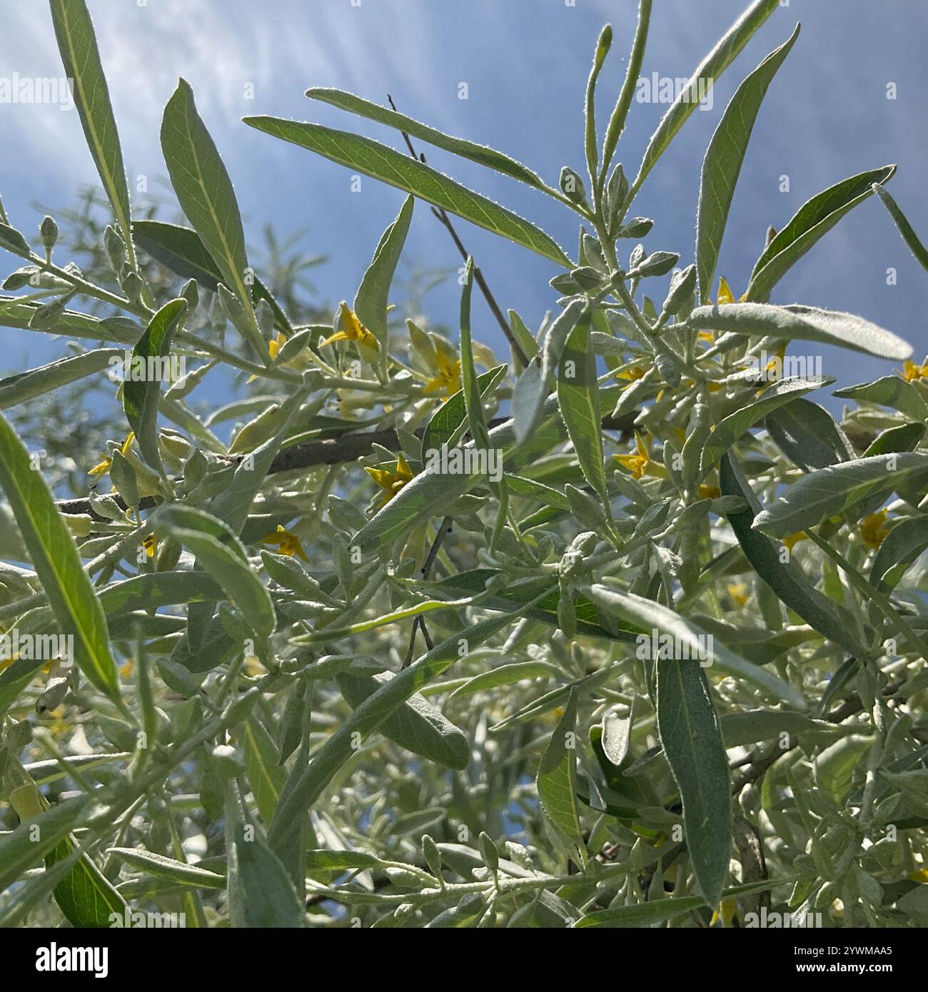 Russian olive (Elaeagnus angustifolia Stock Photo - Alamy