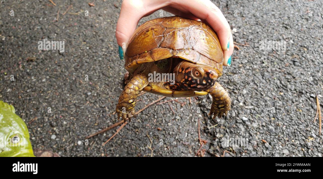 Three-toed Box Turtle (Terrapene triunguis Stock Photo - Alamy