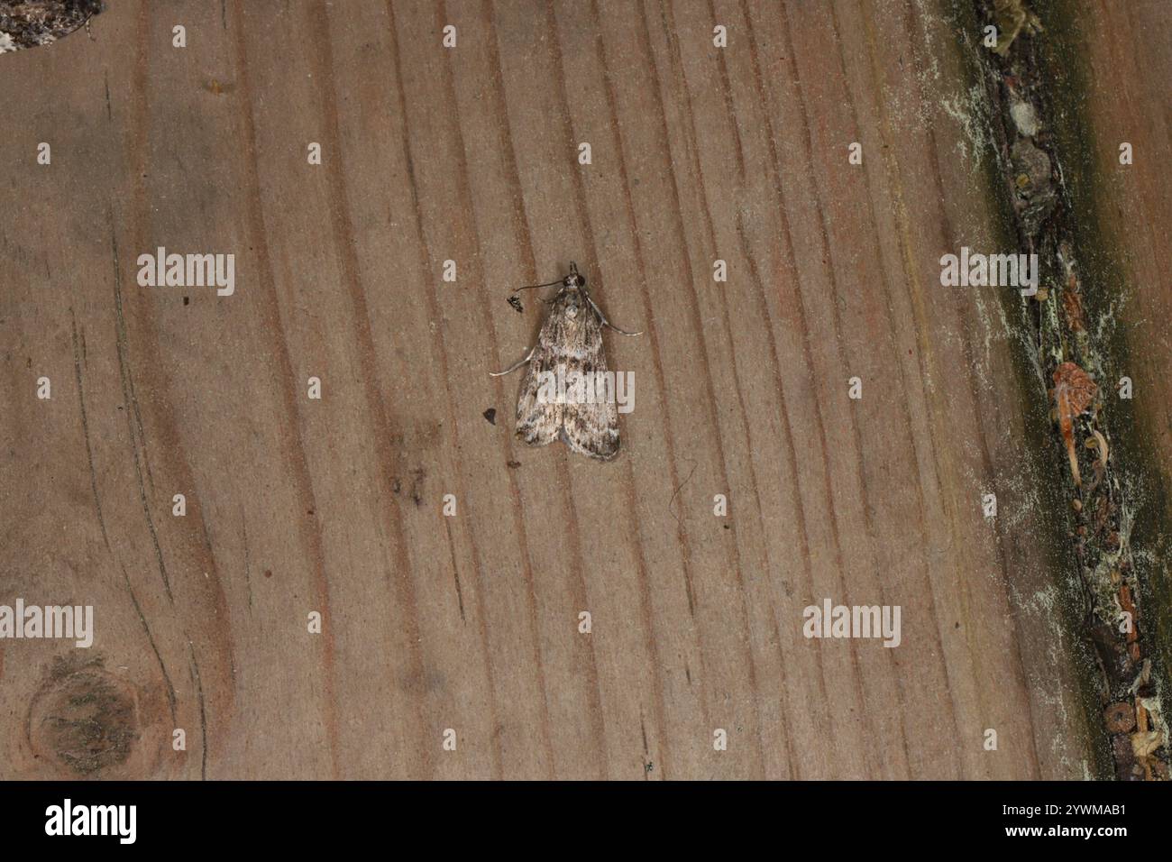 Double-striped Scoparia Moth (Scoparia biplagialis Stock Photo - Alamy