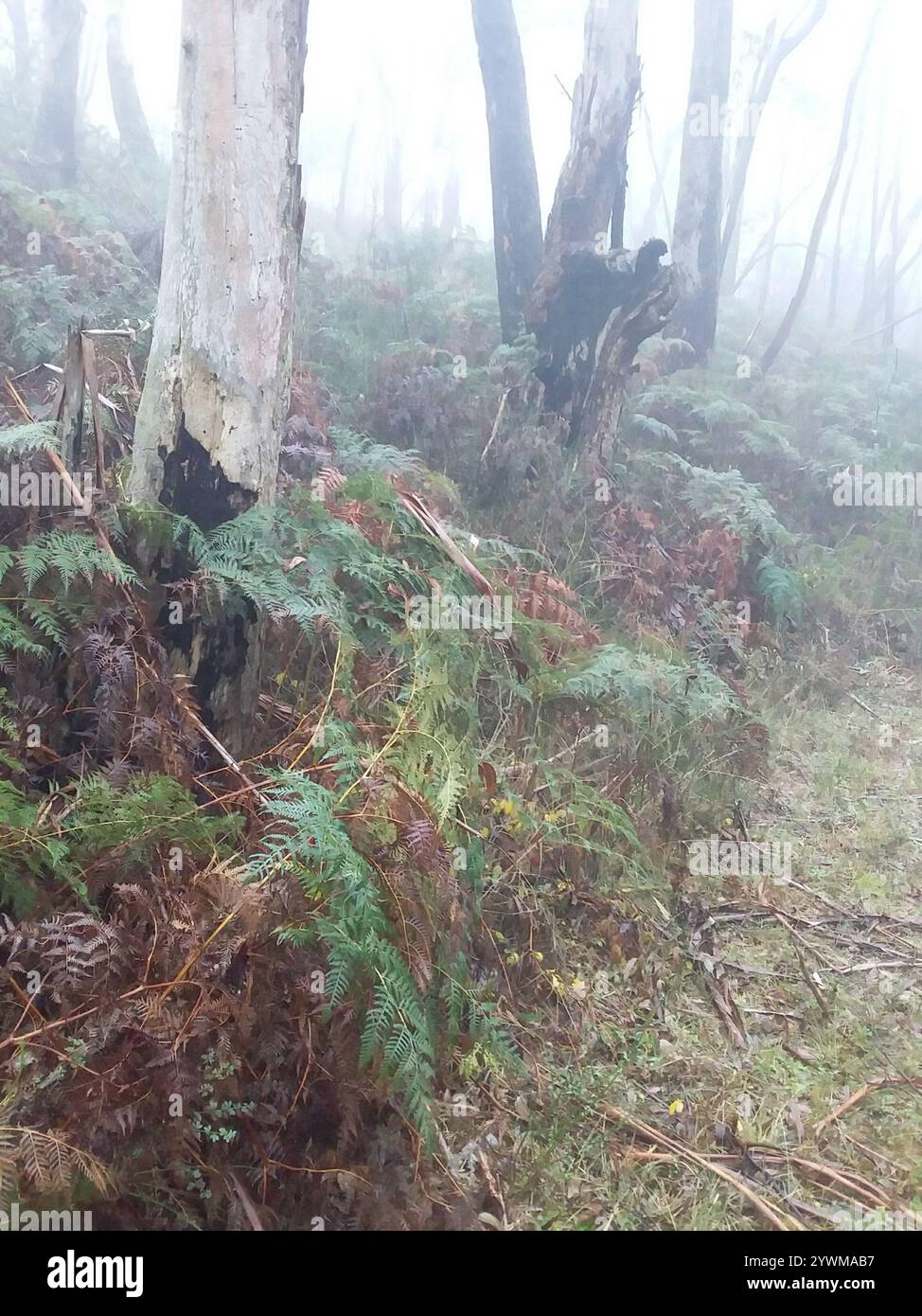 Austral Bracken (Pteridium esculentum Stock Photo - Alamy