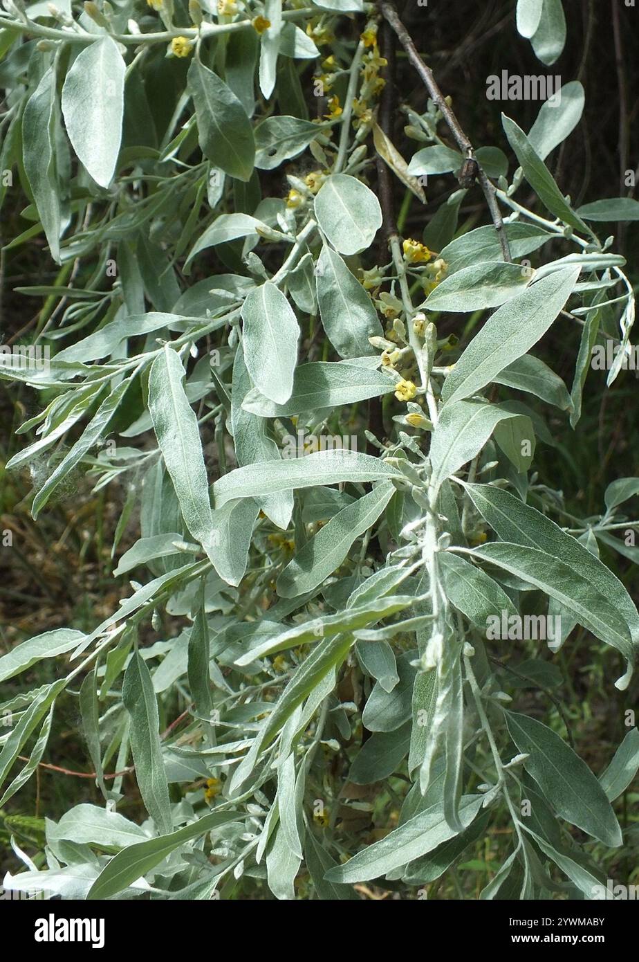 Russian olive (Elaeagnus angustifolia Stock Photo - Alamy