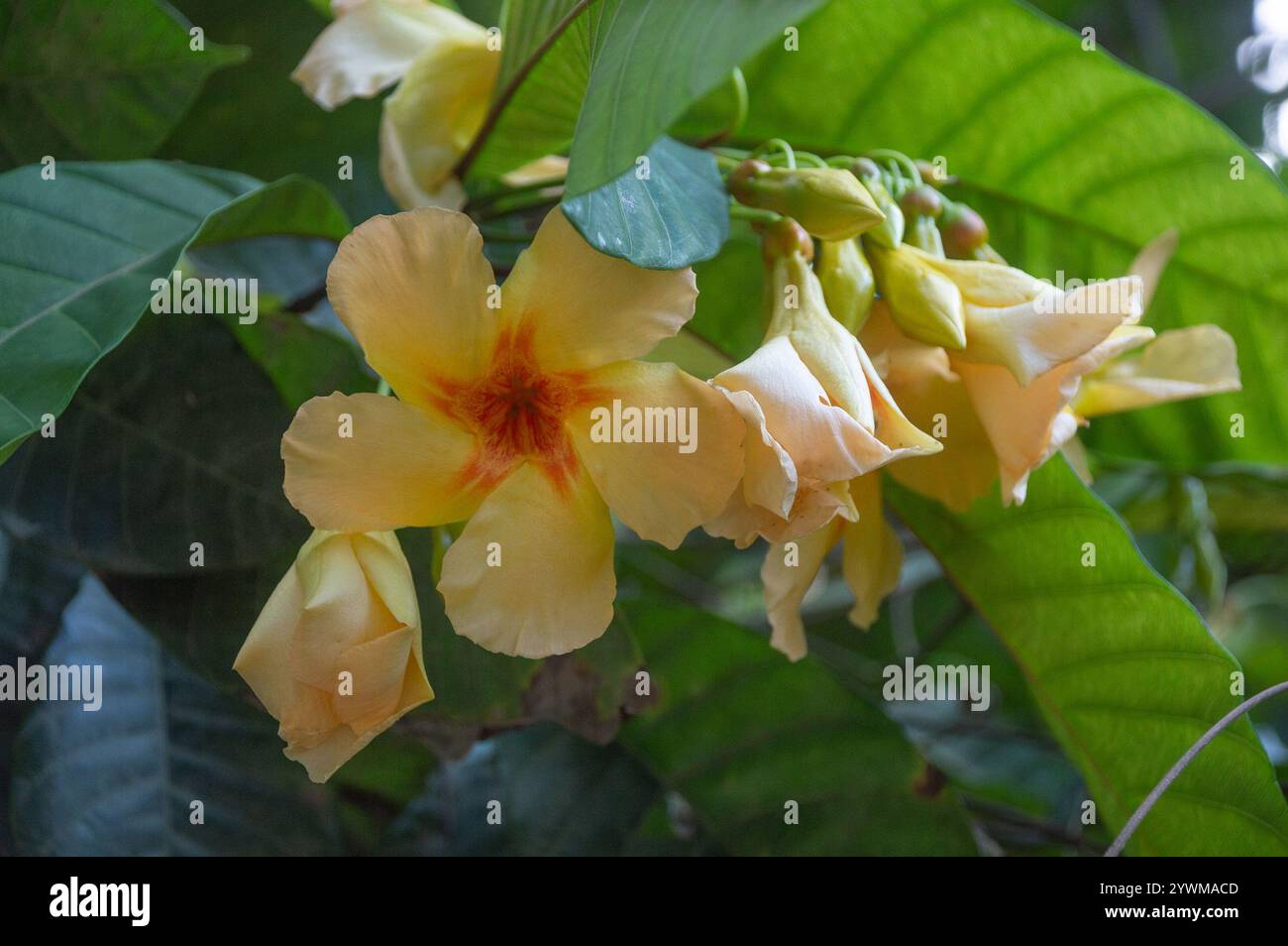 Odontadenia hi-res stock photography and images - Alamy