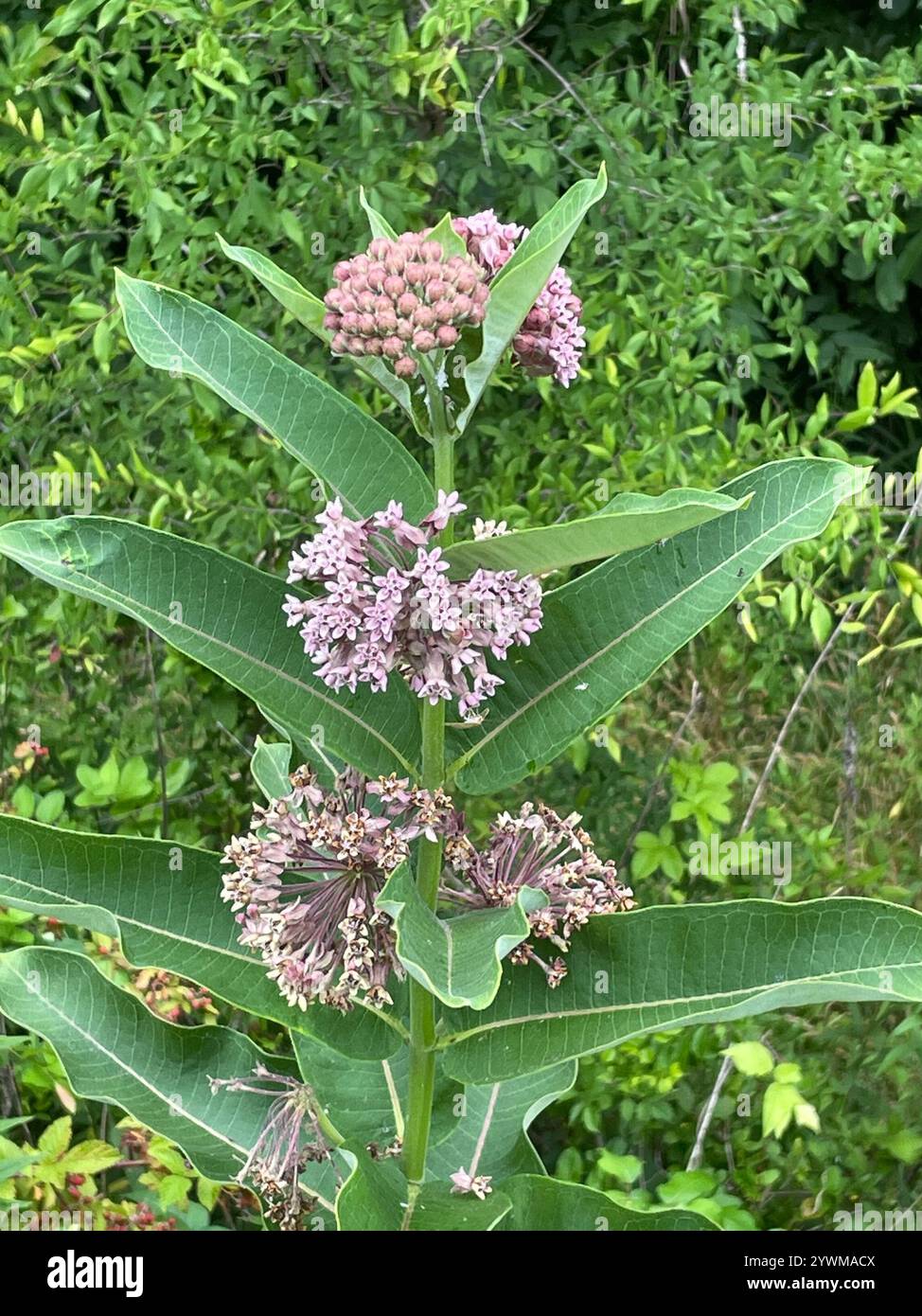 common milkweed (Asclepias syriaca Stock Photo - Alamy