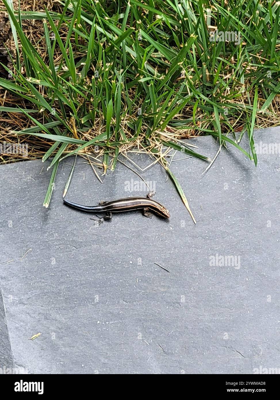 Common Five-lined Skink (Plestiodon fasciatus Stock Photo - Alamy