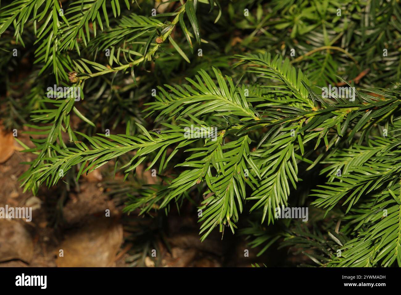 common yew (Taxus baccata Stock Photo - Alamy