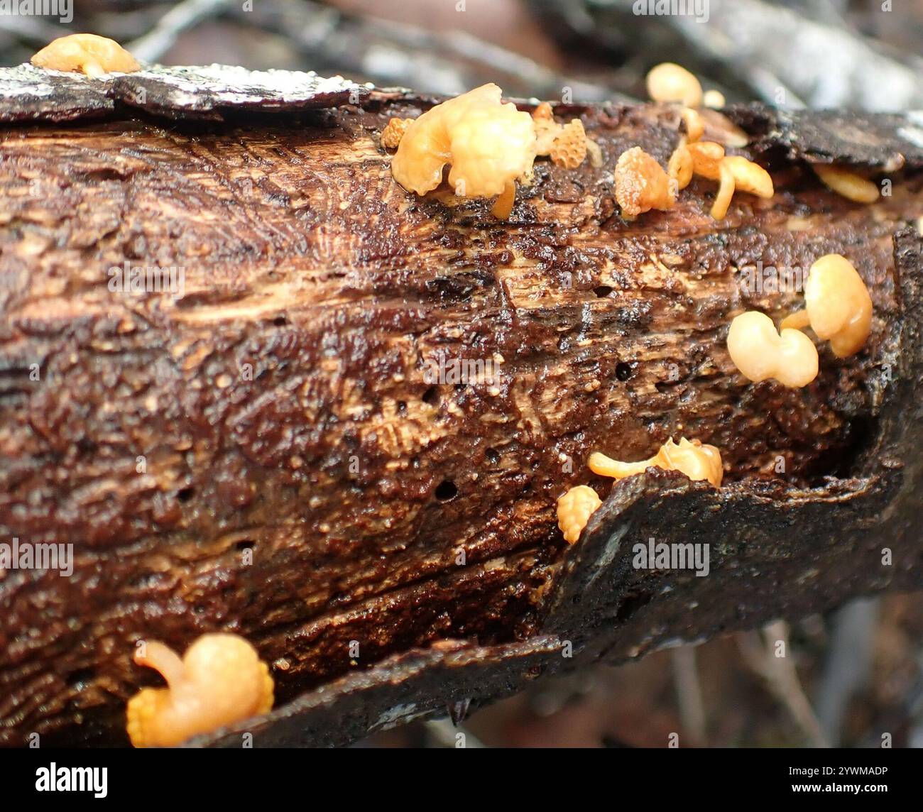 orange pore fungus (Favolaschia claudopus Stock Photo - Alamy