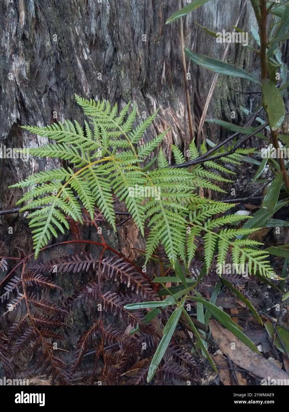 Austral Bracken (Pteridium esculentum Stock Photo - Alamy
