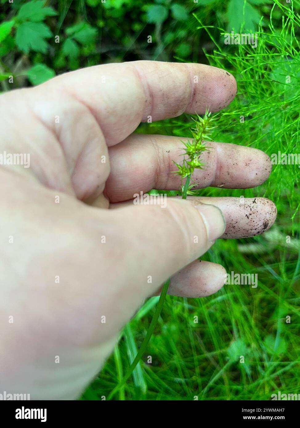 smooth-sheathed sedge (Carex laevivaginata Stock Photo - Alamy
