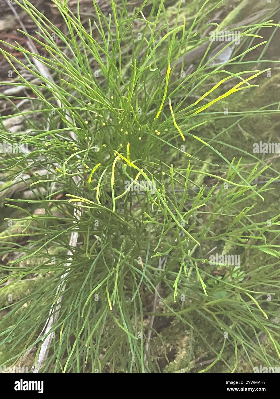skeleton fork fern (Psilotum nudum Stock Photo - Alamy