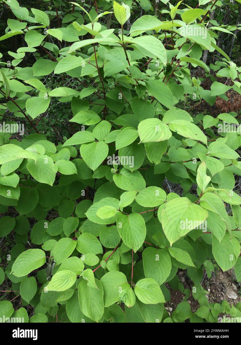 red osier dogwood (Cornus sericea Stock Photo - Alamy