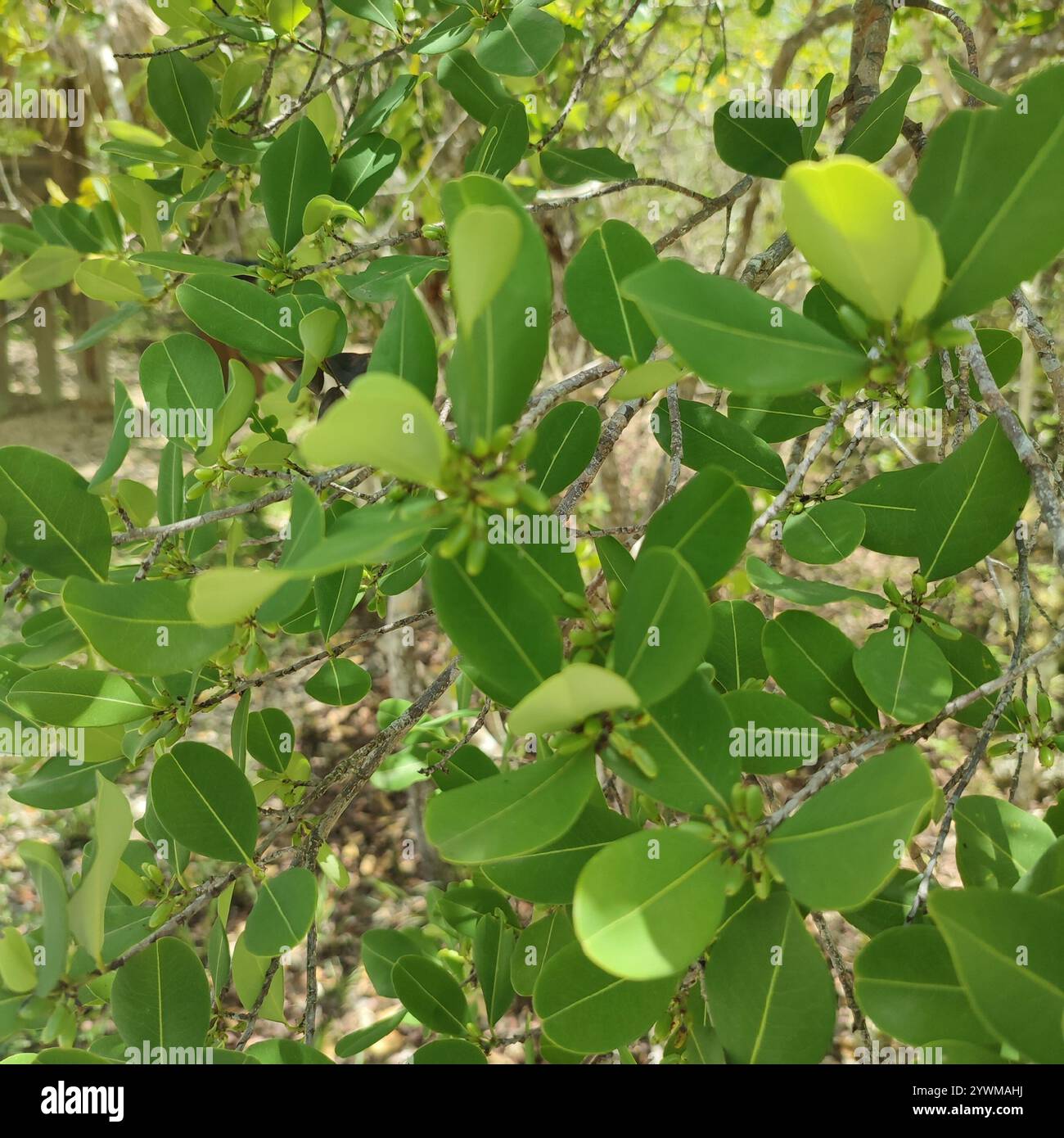 coca trees (Erythroxylum Stock Photo - Alamy
