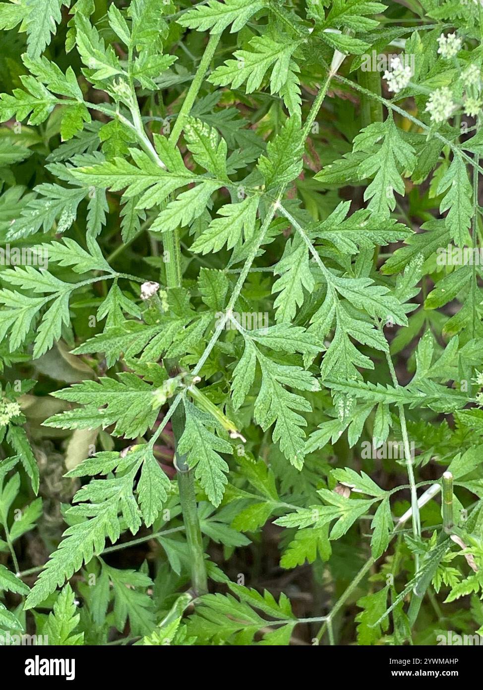 common hedge parsley (Torilis arvensis Stock Photo - Alamy