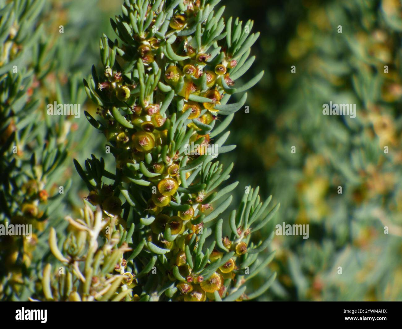 Bluebush hi-res stock photography and images - Alamy