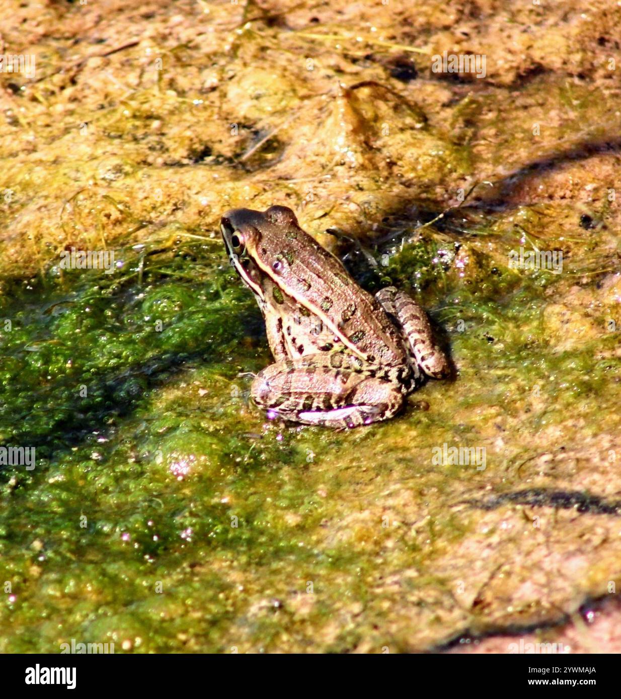 Southern Leopard Frog (Lithobates sphenocephalus Stock Photo - Alamy