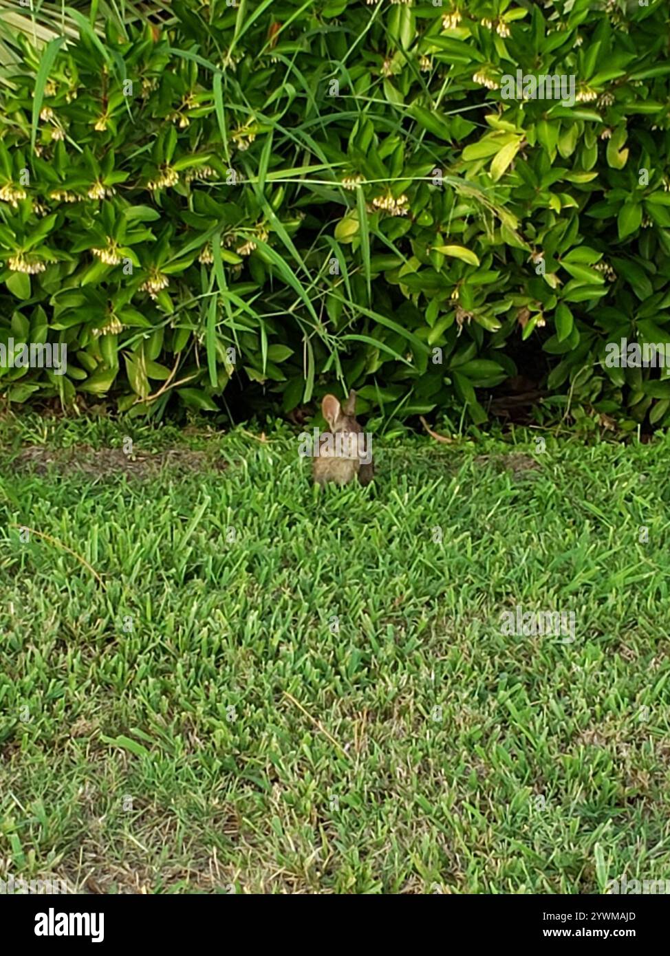 Marsh Rabbit (Sylvilagus palustris Stock Photo - Alamy