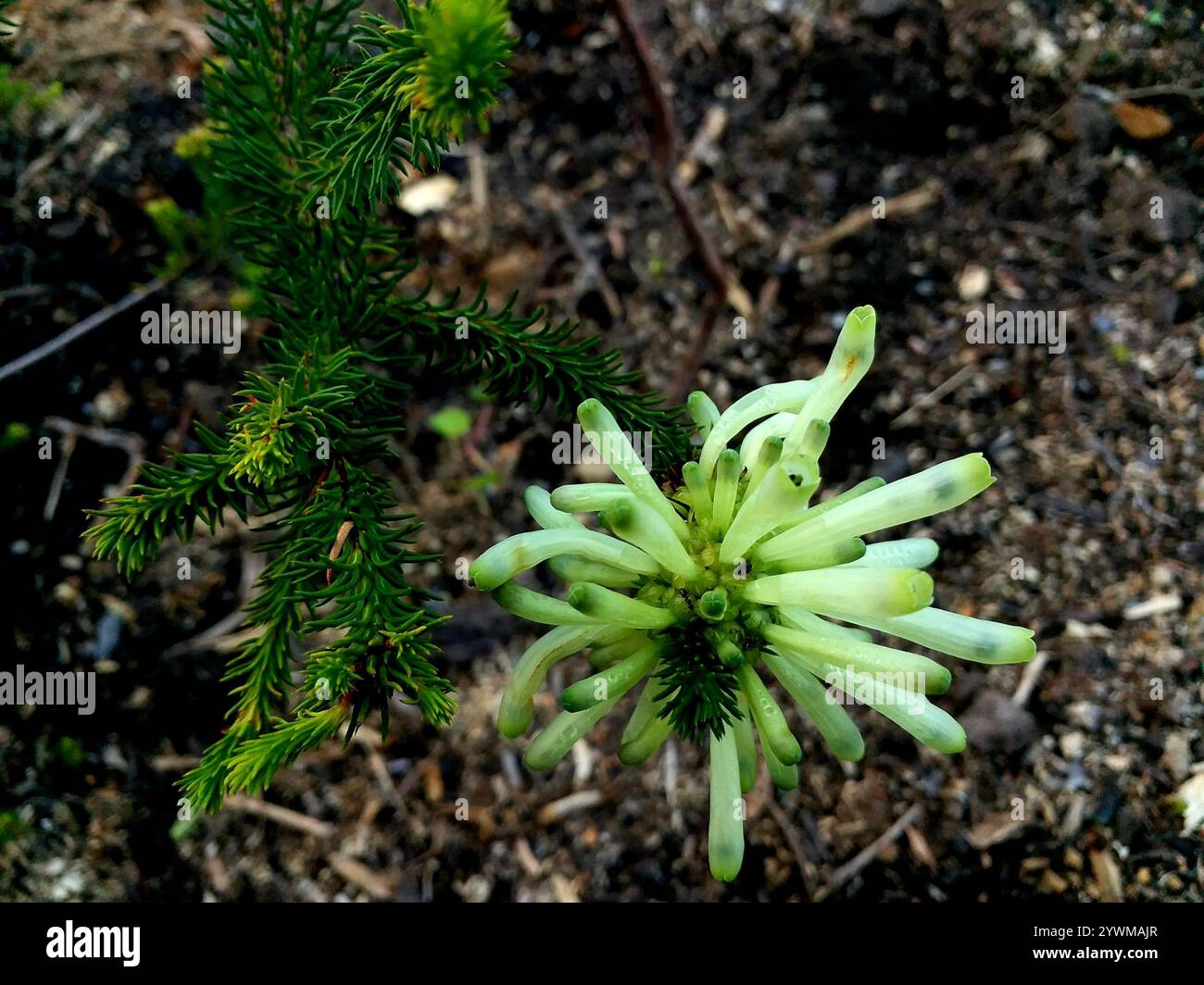 Erica sessiliflora hi-res stock photography and images - Alamy