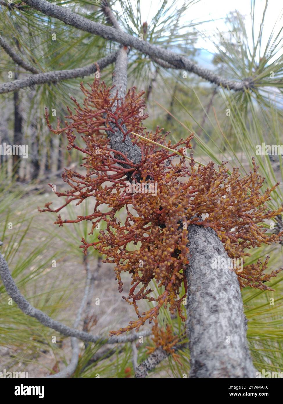 Western Dwarf-Mistletoe (Arceuthobium campylopodum Stock Photo - Alamy