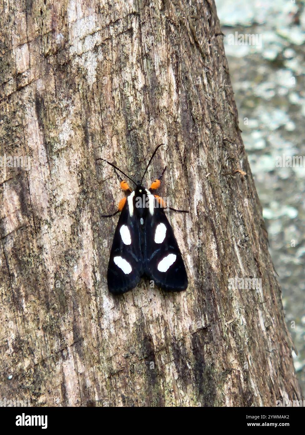 Eight-spotted Forester Moth (Alypia octomaculata Stock Photo - Alamy