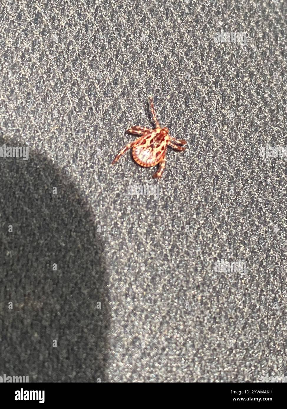 American Dog Tick (Dermacentor variabilis Stock Photo - Alamy