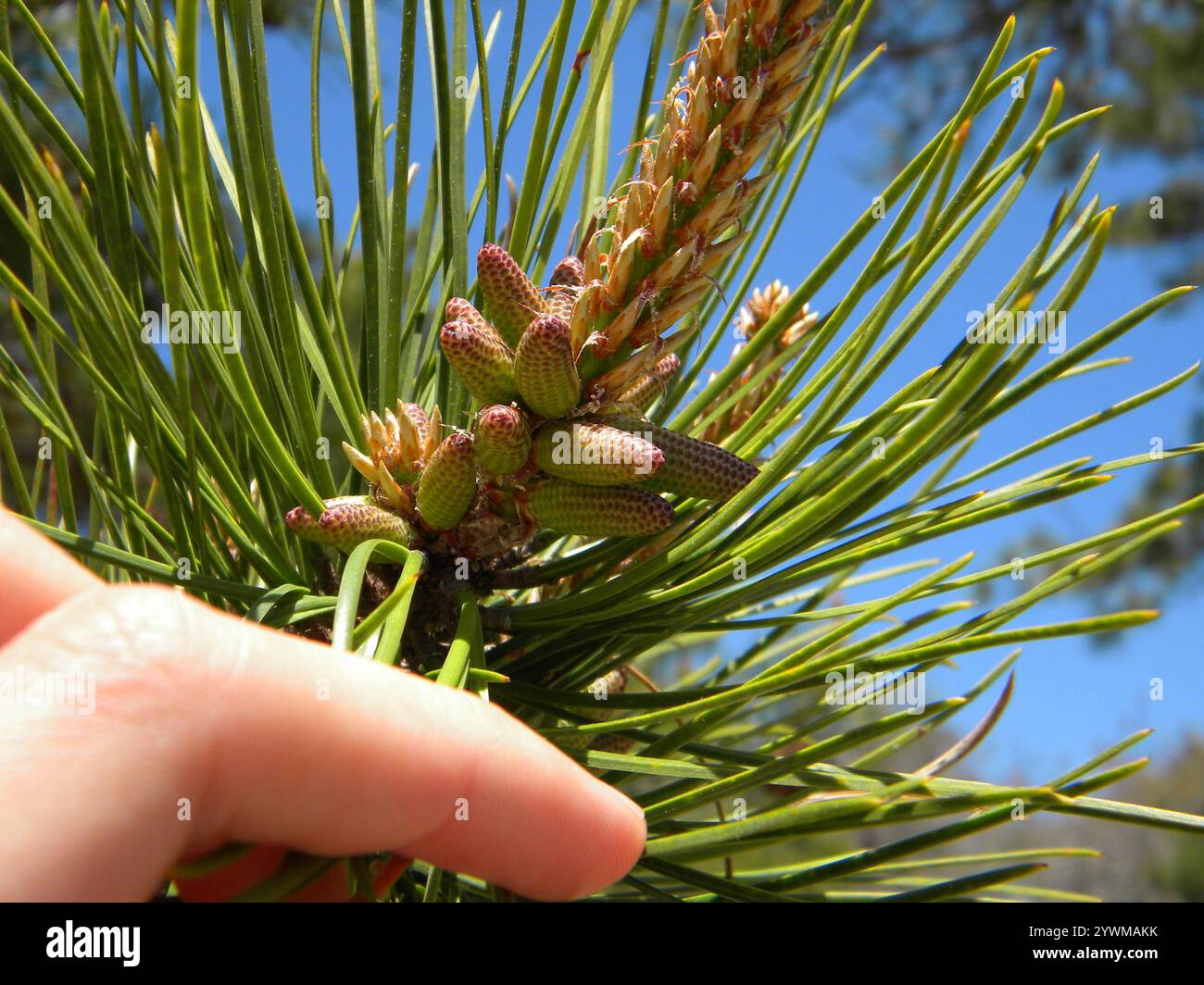 pitch pine (Pinus rigida Stock Photo - Alamy