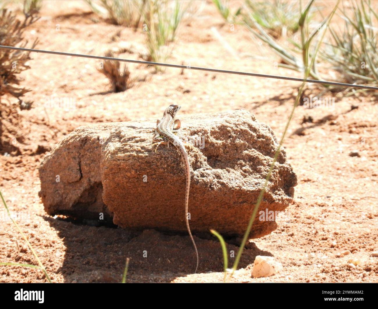 Spotted Desert Lizard (Meroles suborbitalis Stock Photo - Alamy