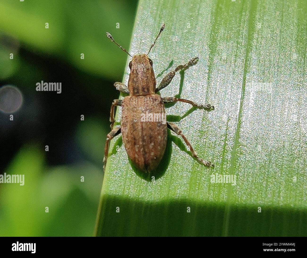 Clover root weevil (Sitona lepidus Stock Photo - Alamy