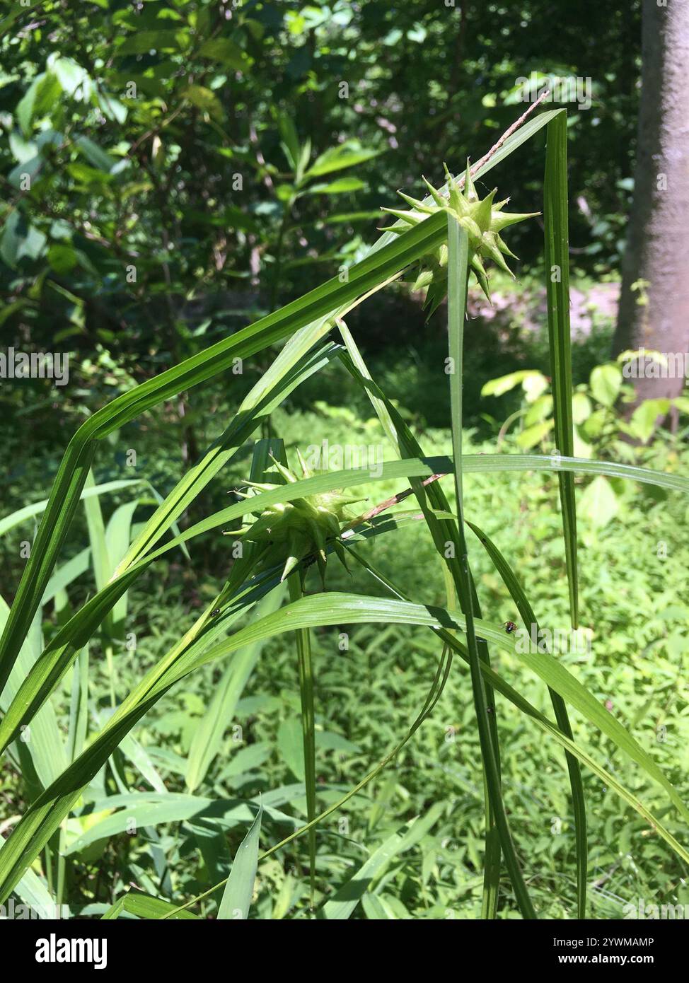 Gray's sedge (Carex grayi Stock Photo - Alamy