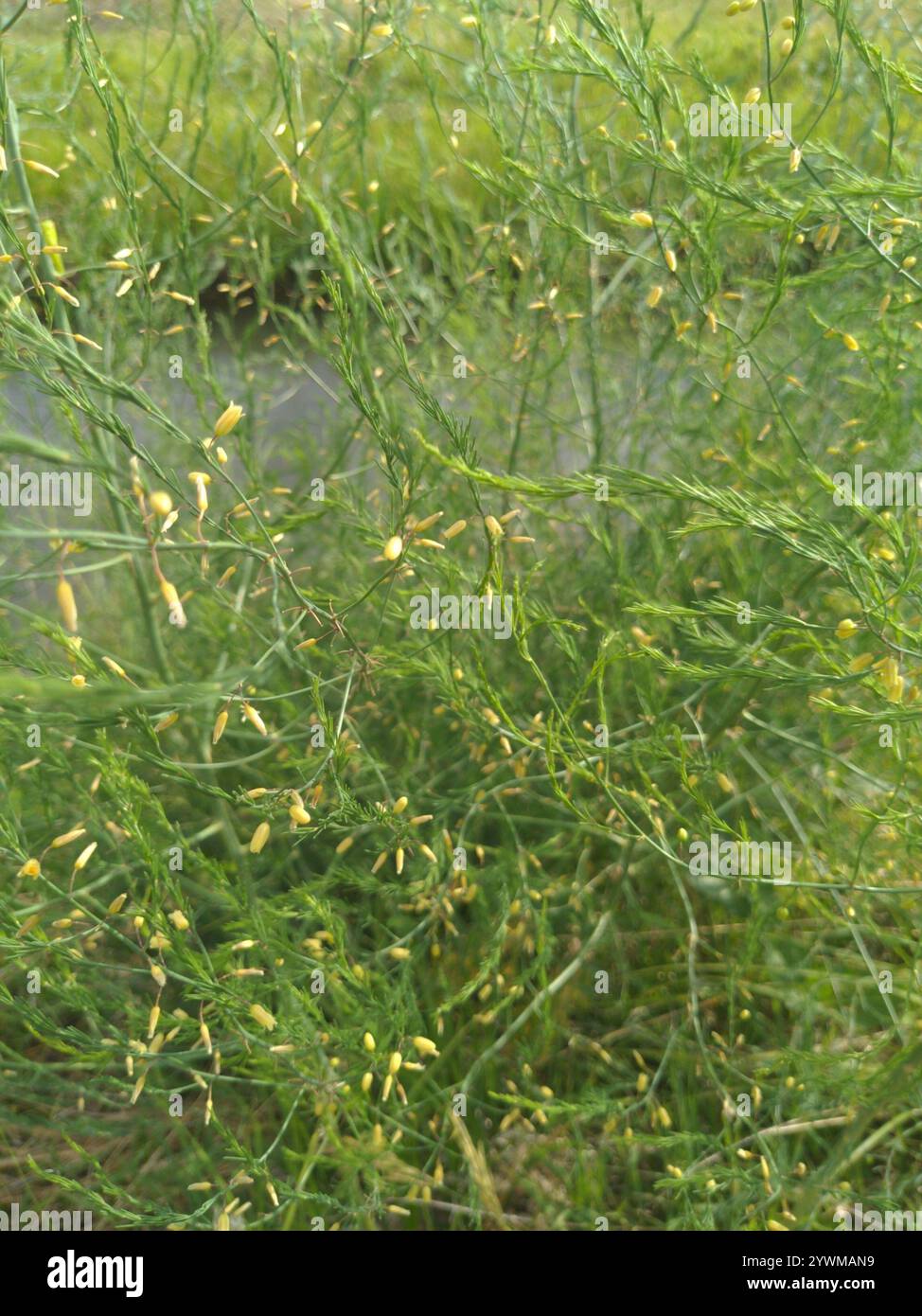 wild asparagus (Asparagus officinalis Stock Photo - Alamy