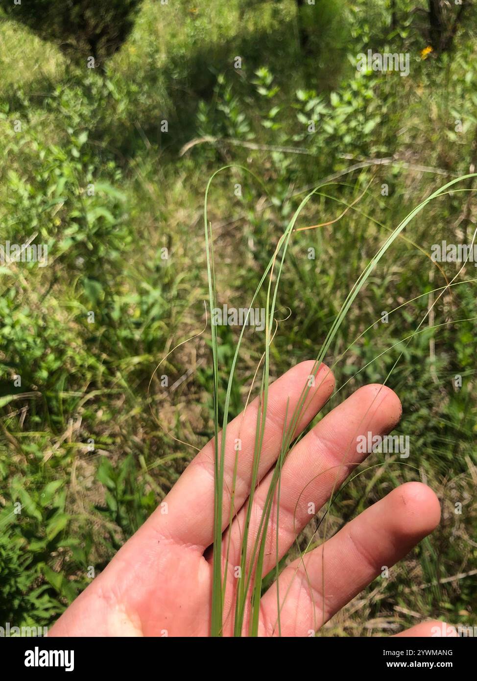 meadow dropseed (Sporobolus compositus drummondii Stock Photo - Alamy