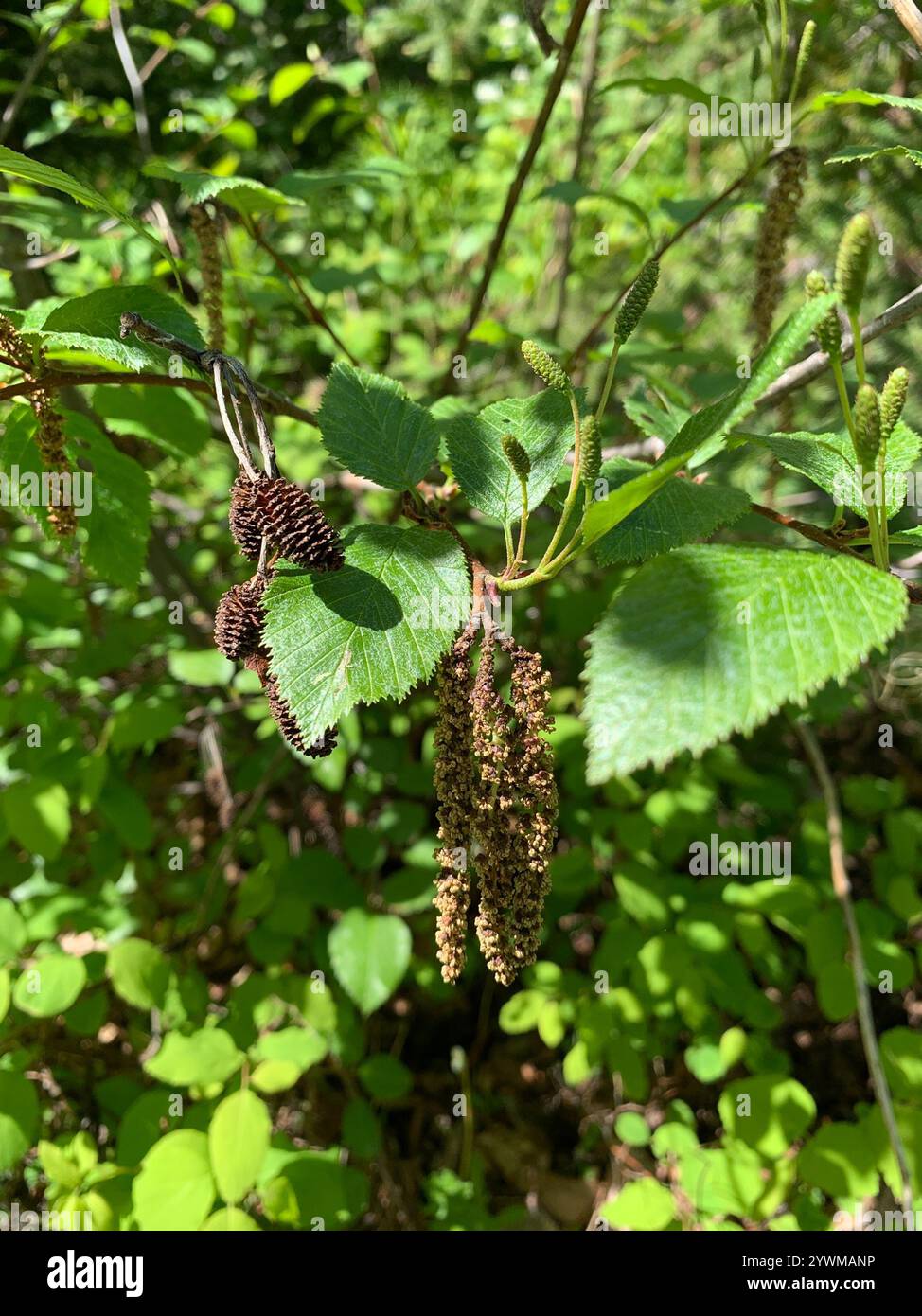 green alder (Alnus alnobetula Stock Photo - Alamy