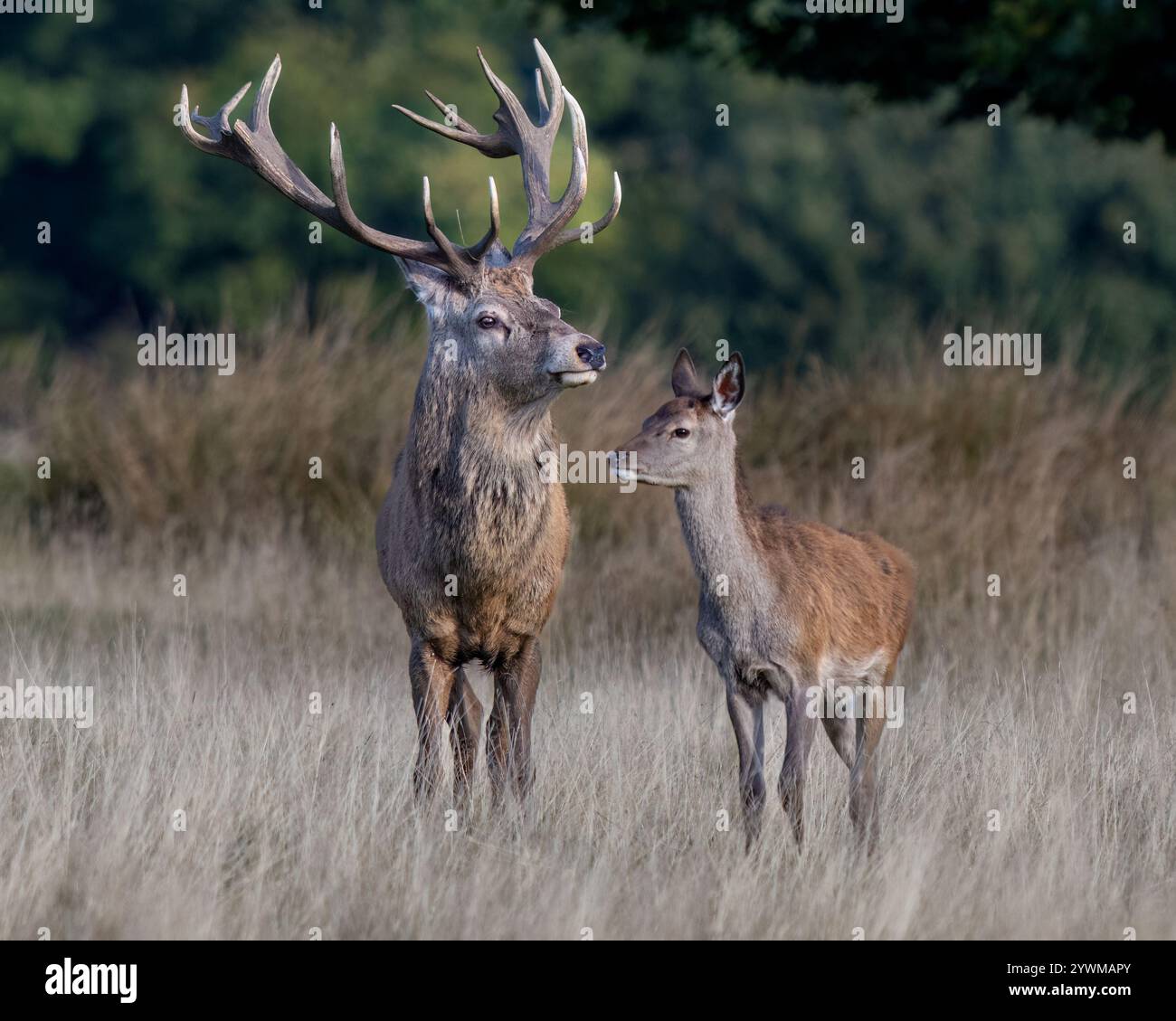 Red Deer Stag and Hind Stock Photo - Alamy