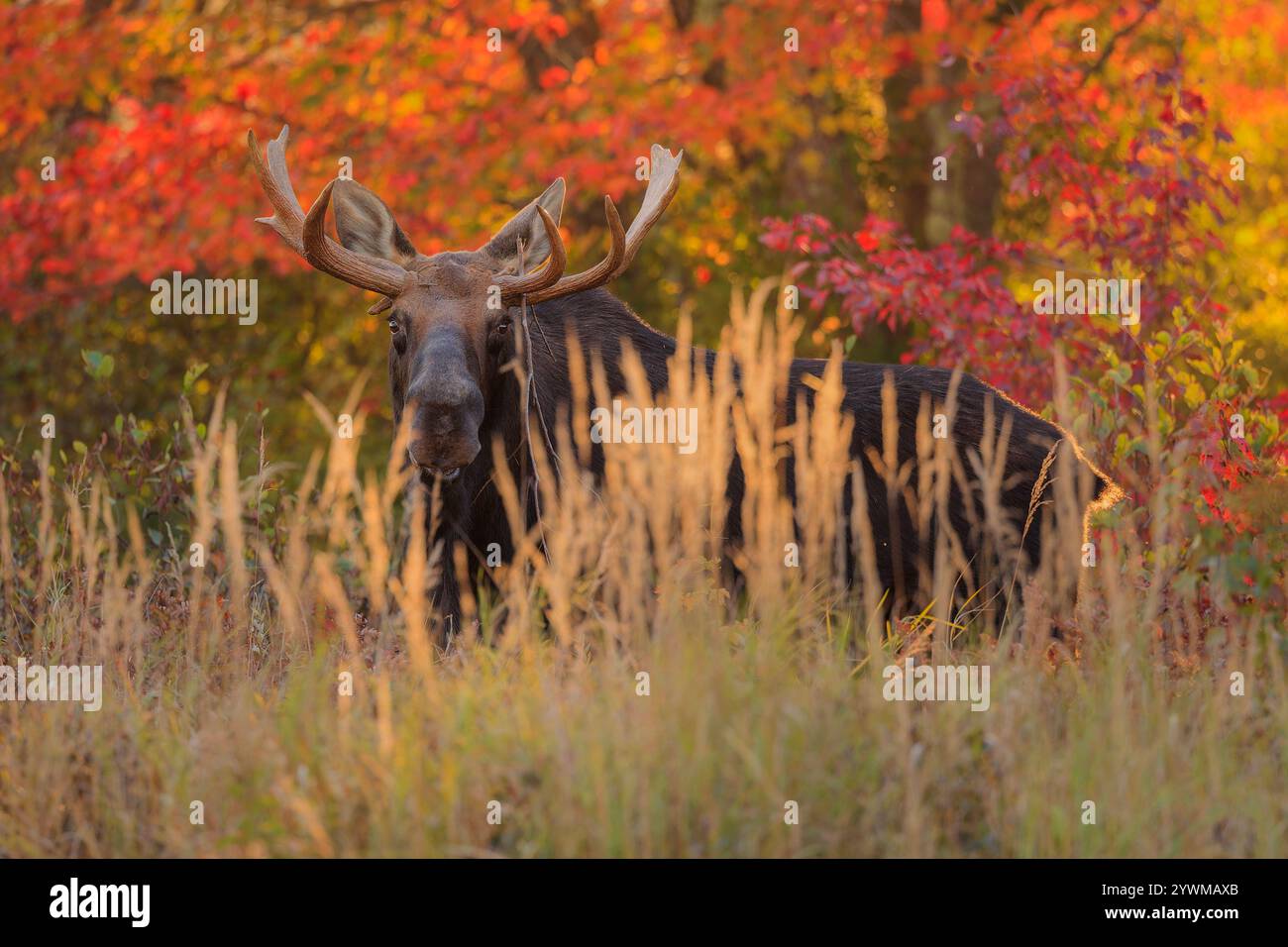 Long legged herbivore hi-res stock photography and images - Alamy