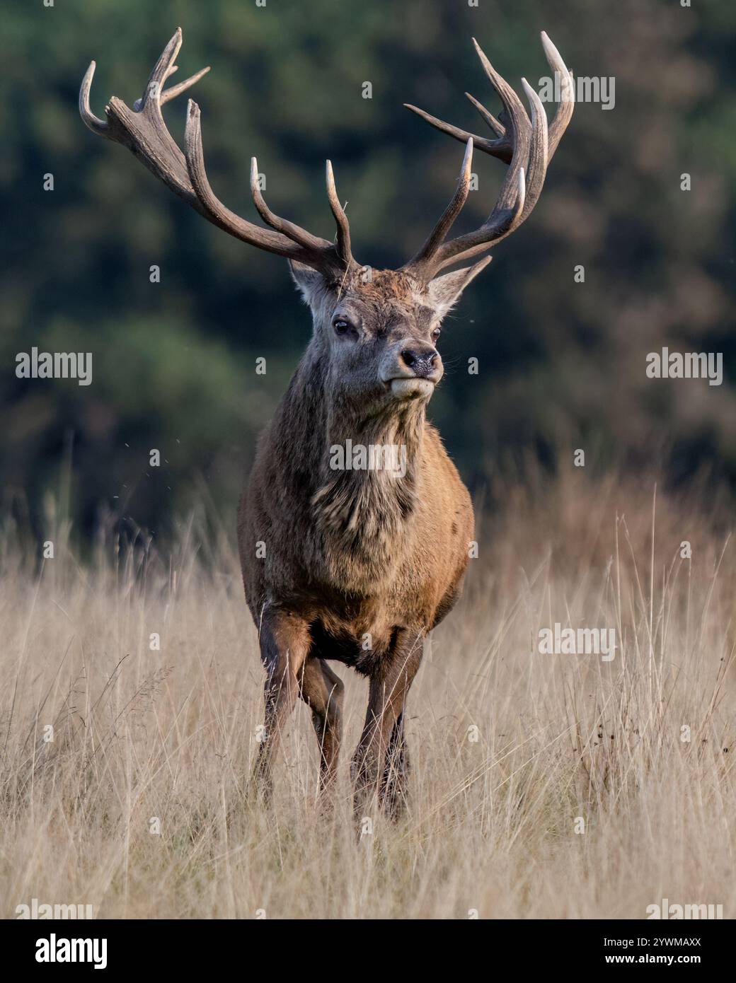Calf red deer cervus hi-res stock photography and images - Alamy