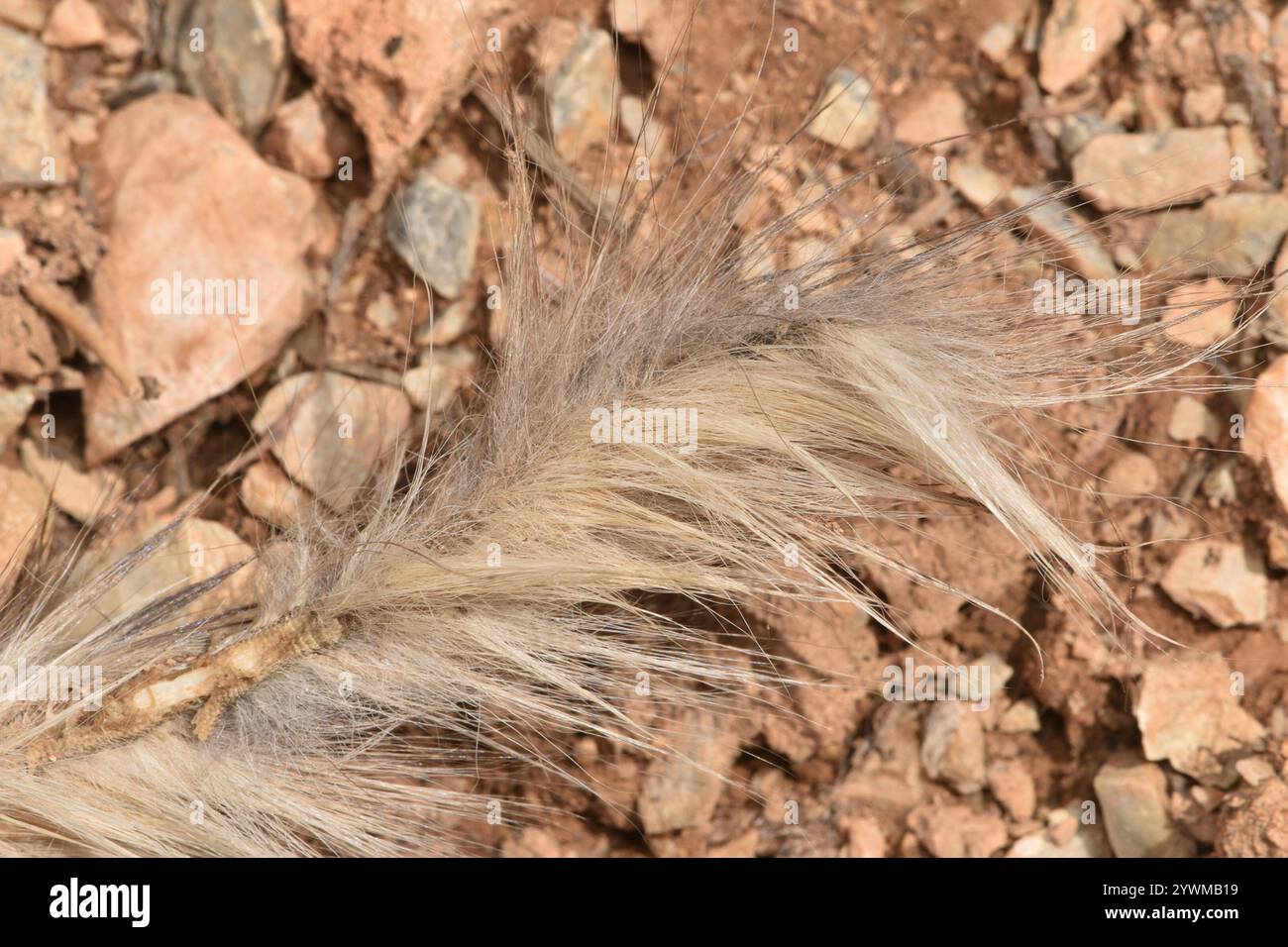 Bushy-tailed Woodrat (Neotoma cinerea Stock Photo - Alamy