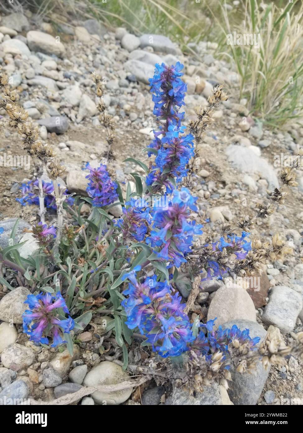 Wax-leaf Beardtongue (Penstemon nitidus Stock Photo - Alamy