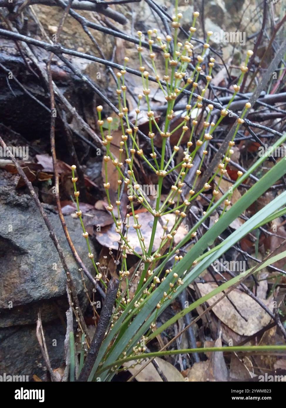 iron-grass (Lomandra multiflora dura Stock Photo - Alamy