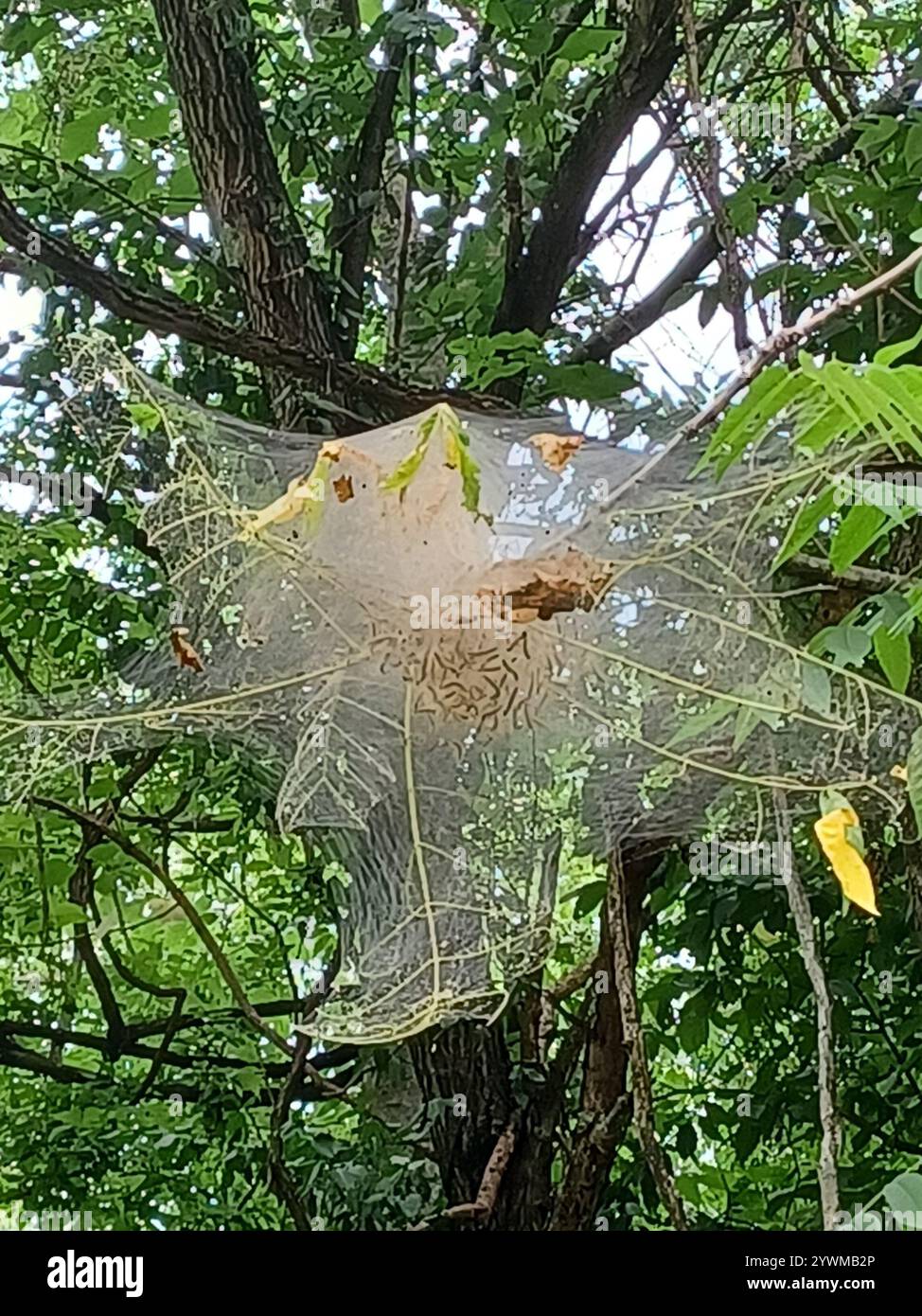 Fall Webworm Moth (Hyphantria cunea Stock Photo - Alamy