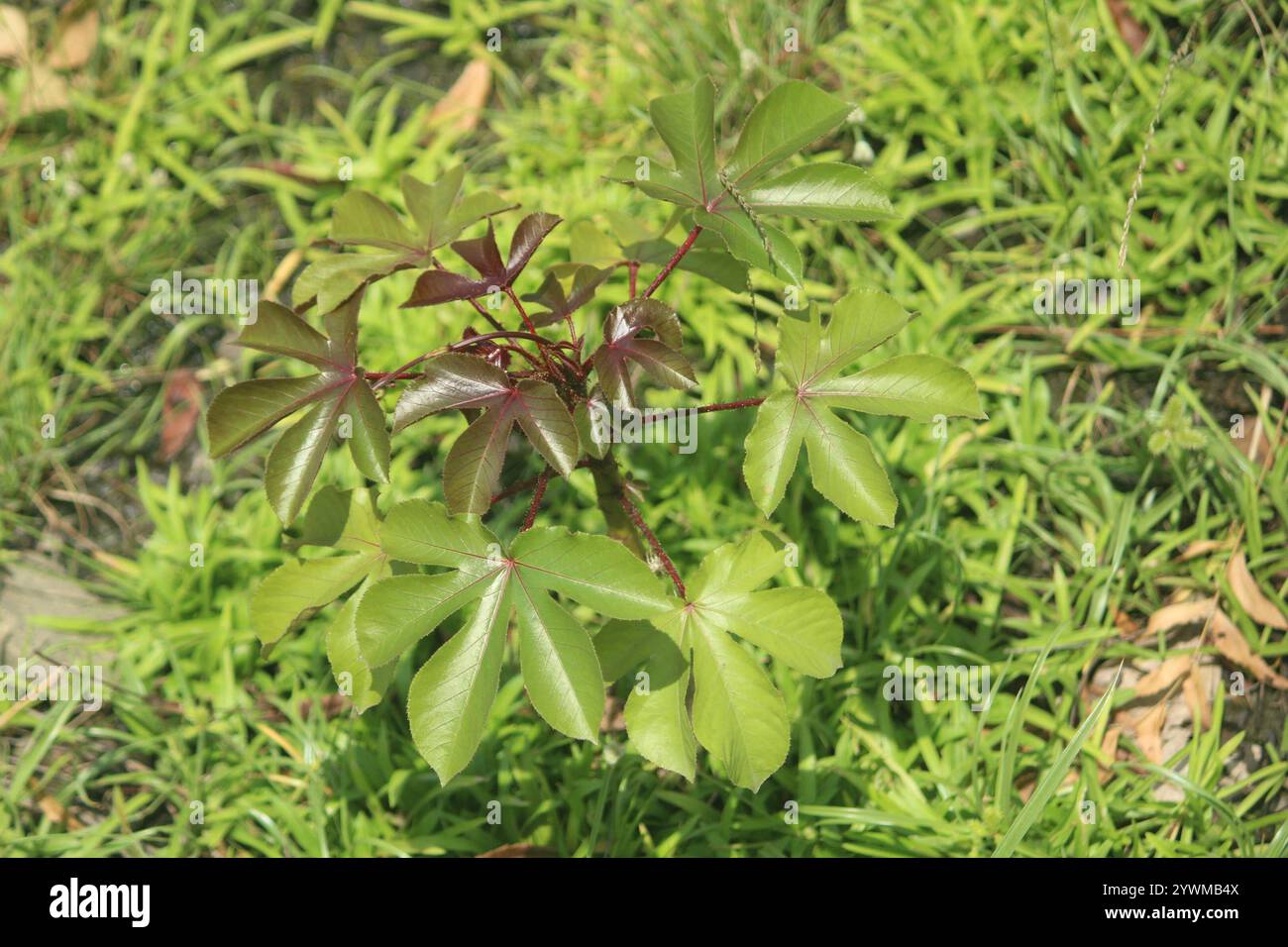 Bellyache Bush (Jatropha gossypiifolia Stock Photo - Alamy
