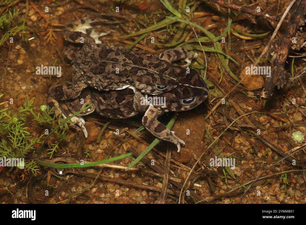 Sand Toad (Vandijkophrynus angusticeps Stock Photo - Alamy