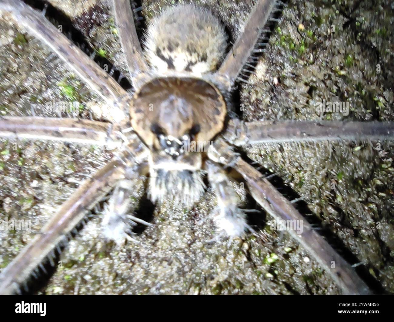 trechaleid spiders (Trechaleidae Stock Photo - Alamy