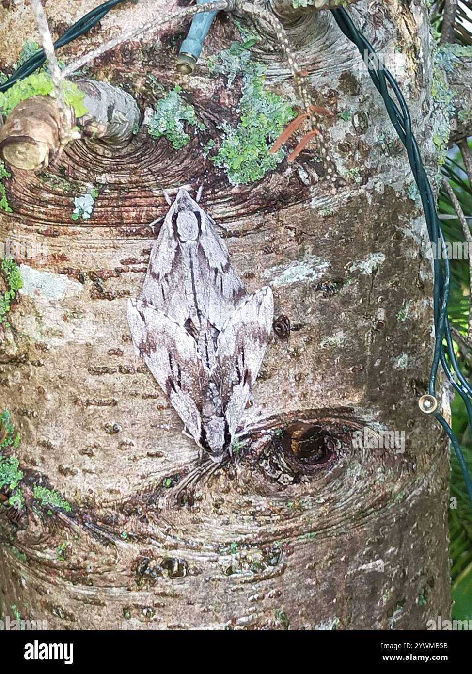 Pine Hawkmoth (Sphinx pinastri Stock Photo - Alamy