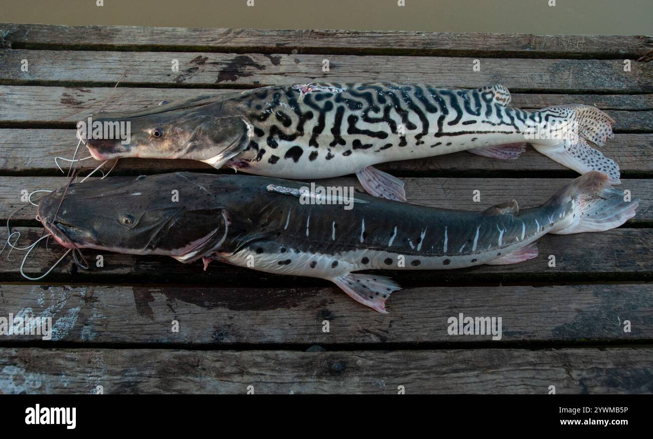 Tiger Sorubim (Pseudoplatystoma tigrinum Stock Photo - Alamy