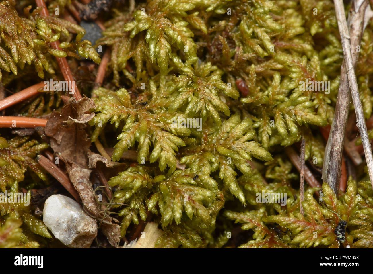 fern mosses (Thuidium Stock Photo - Alamy