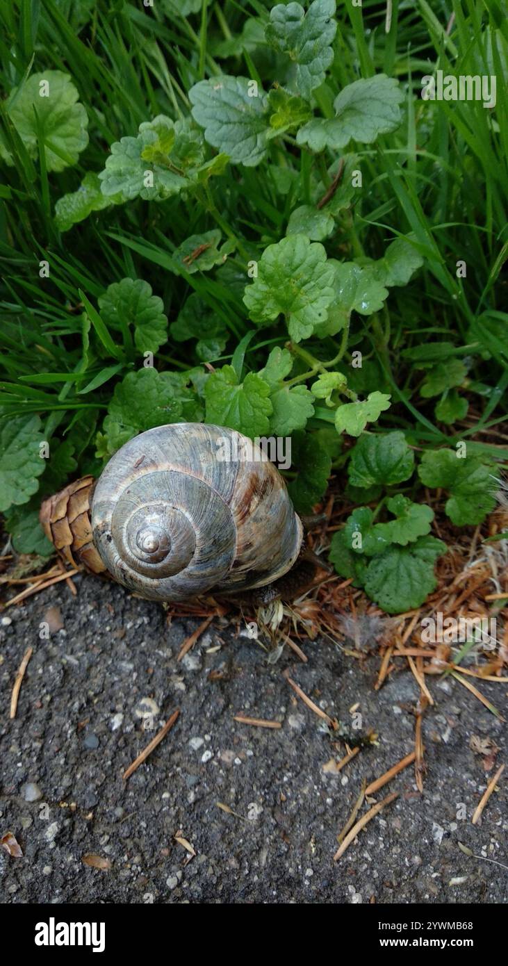 Helix lucorum hi-res stock photography and images - Alamy