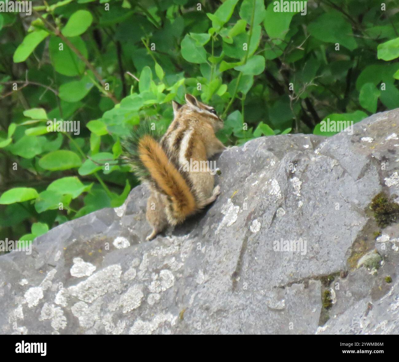 Western Chipmunks (Neotamias Stock Photo - Alamy