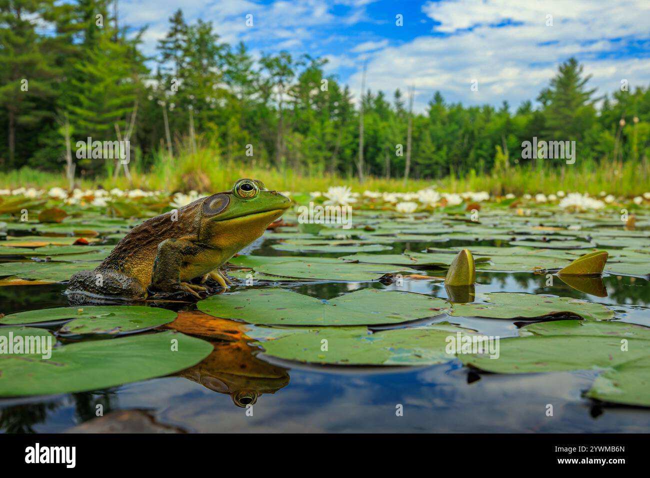 Bullfrog webbed feet hi-res stock photography and images - Alamy