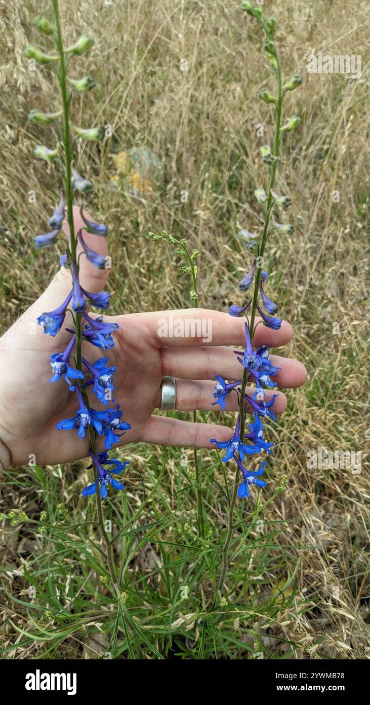 Wild Blue Larkspur (Delphinium carolinianum Stock Photo - Alamy