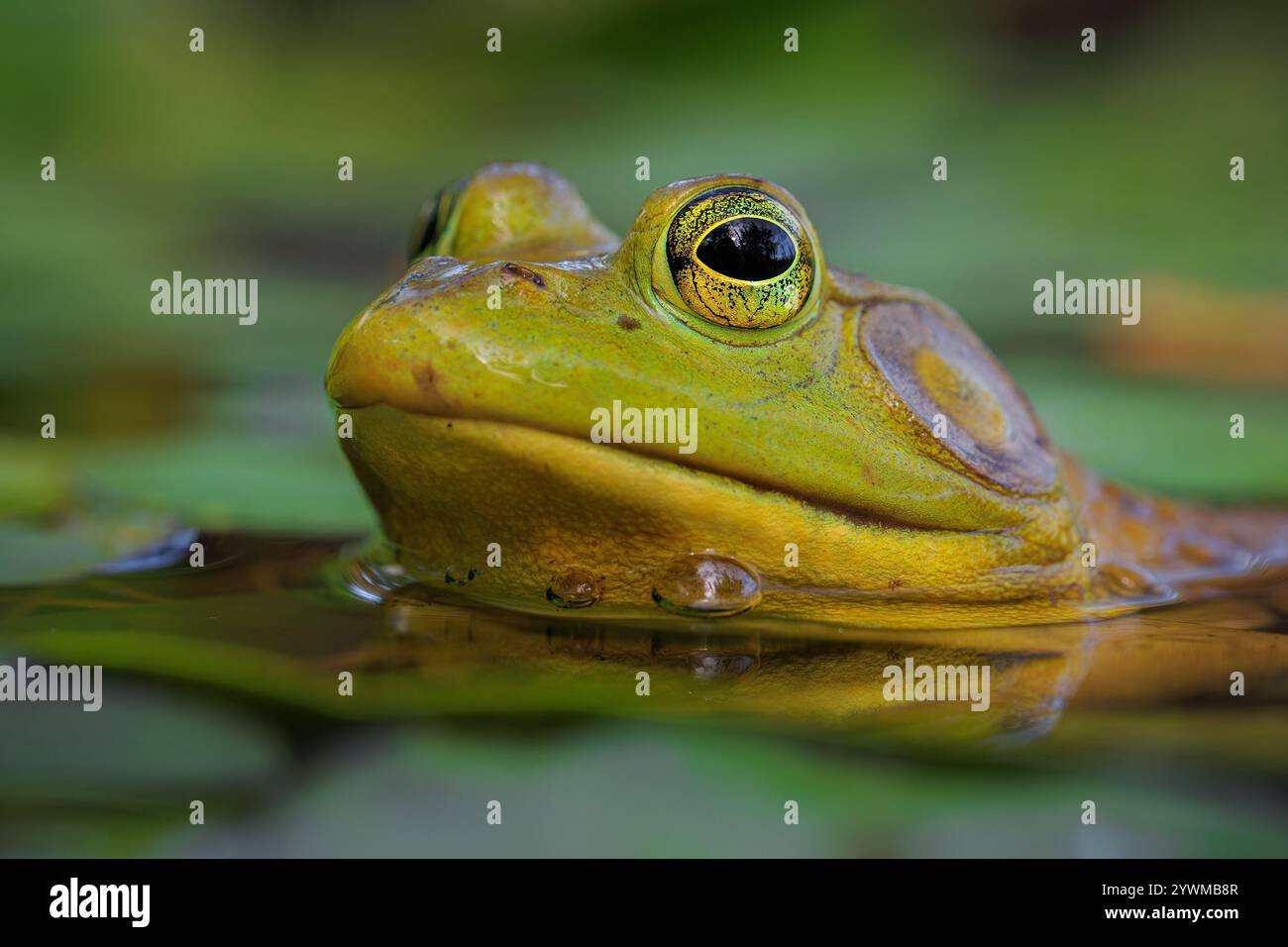 American bullfrog eating hi-res stock photography and images - Alamy