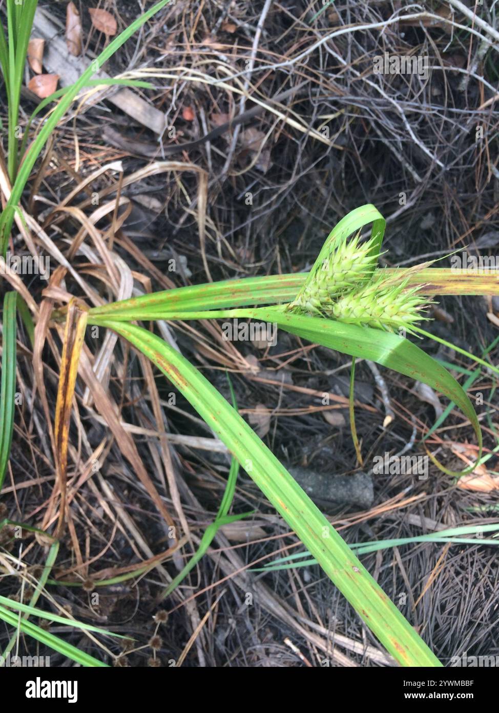 hop sedge (Carex lupulina Stock Photo - Alamy